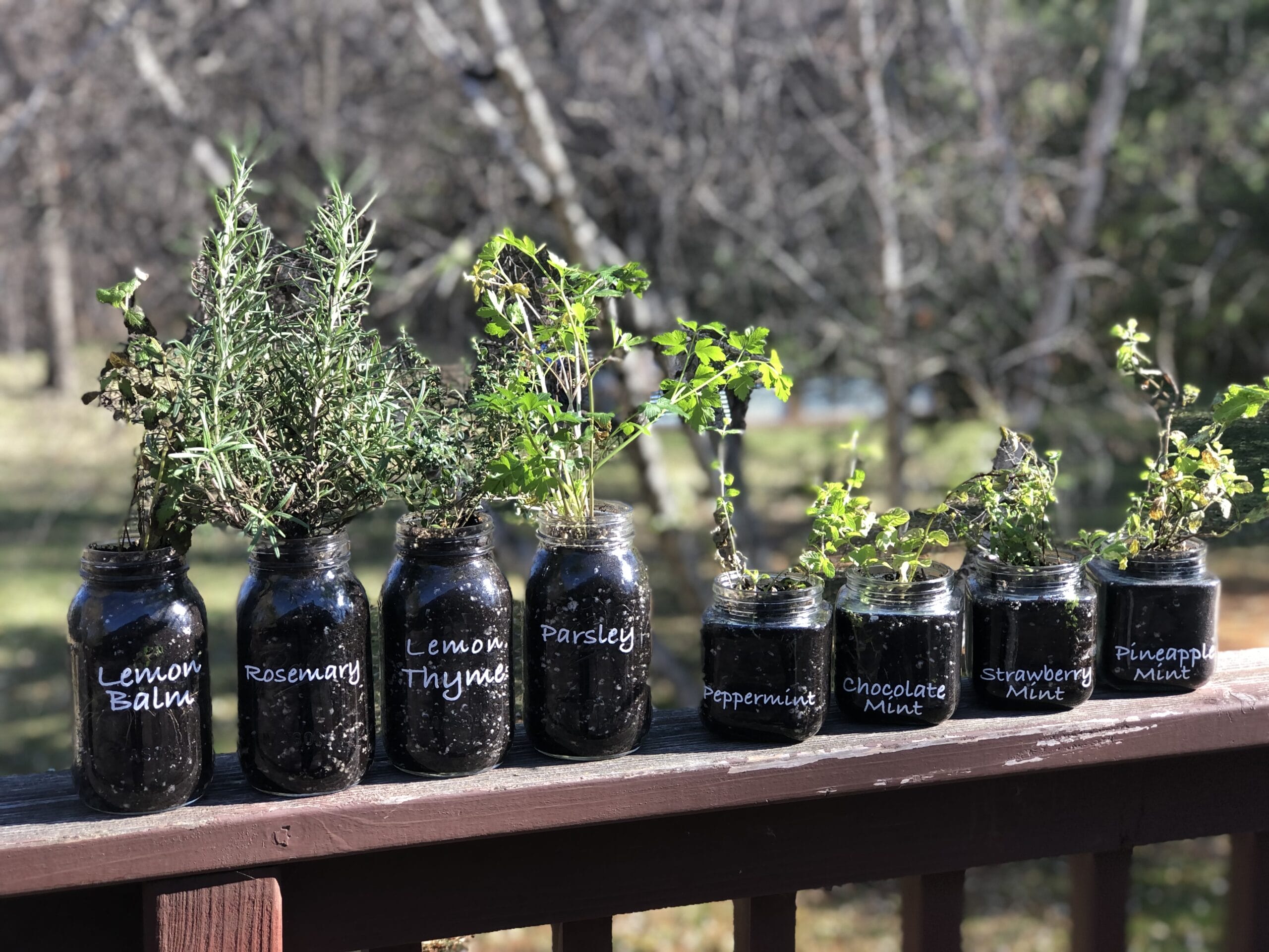 How To Choose And Grow The Best Herbs