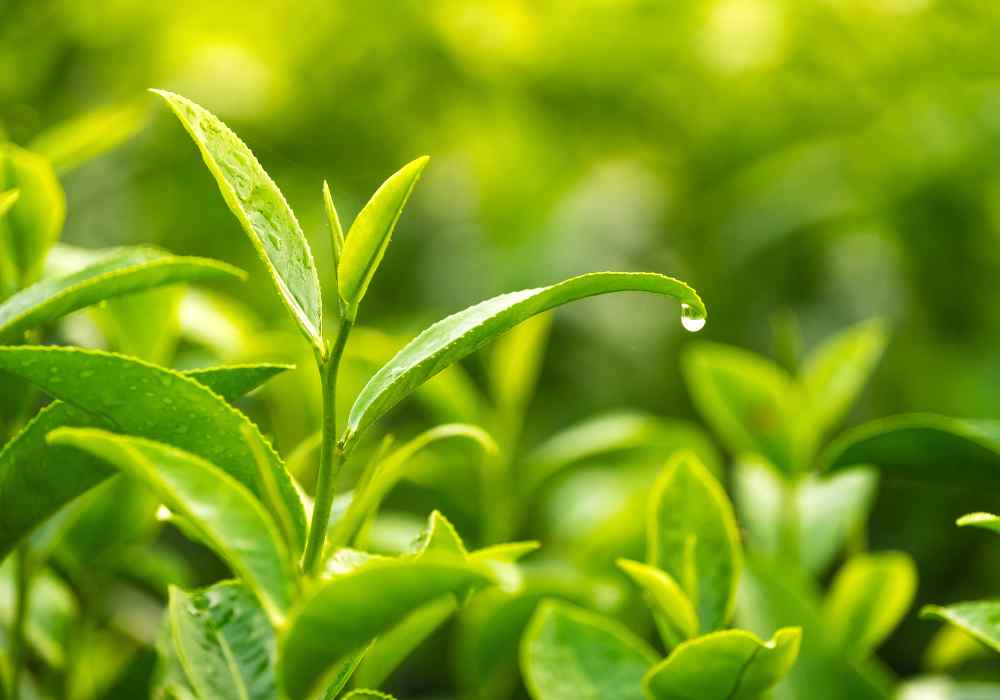 Growing Your Own Tea Garden: From Seed To Sip
