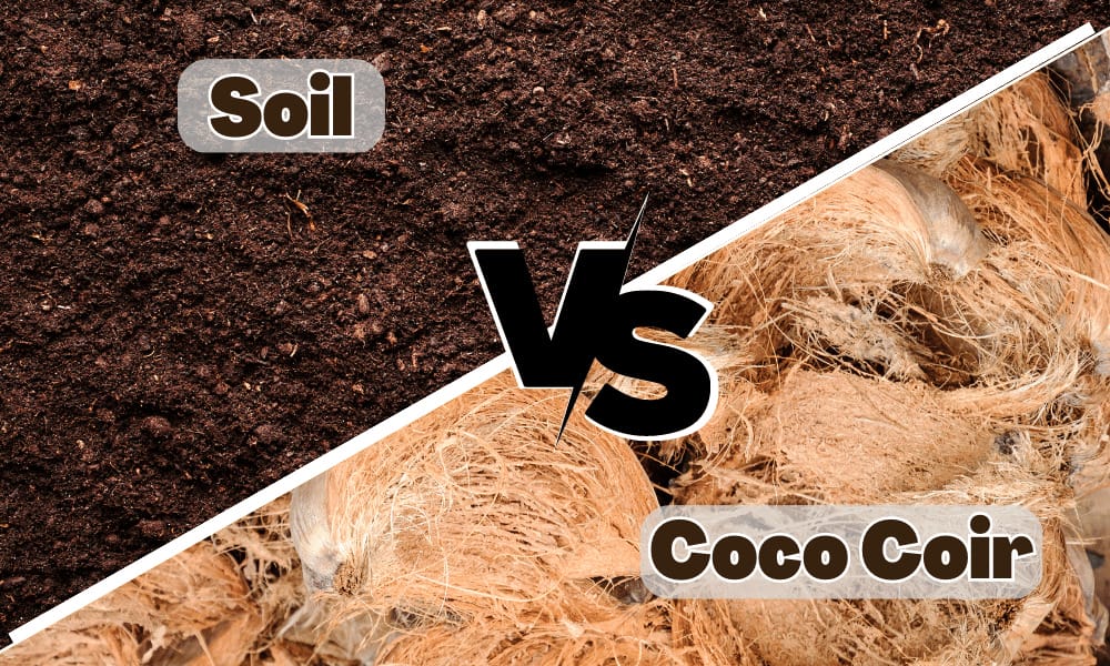 Coco Vs Soil: Pros And Cons Of Different Growing Mediums