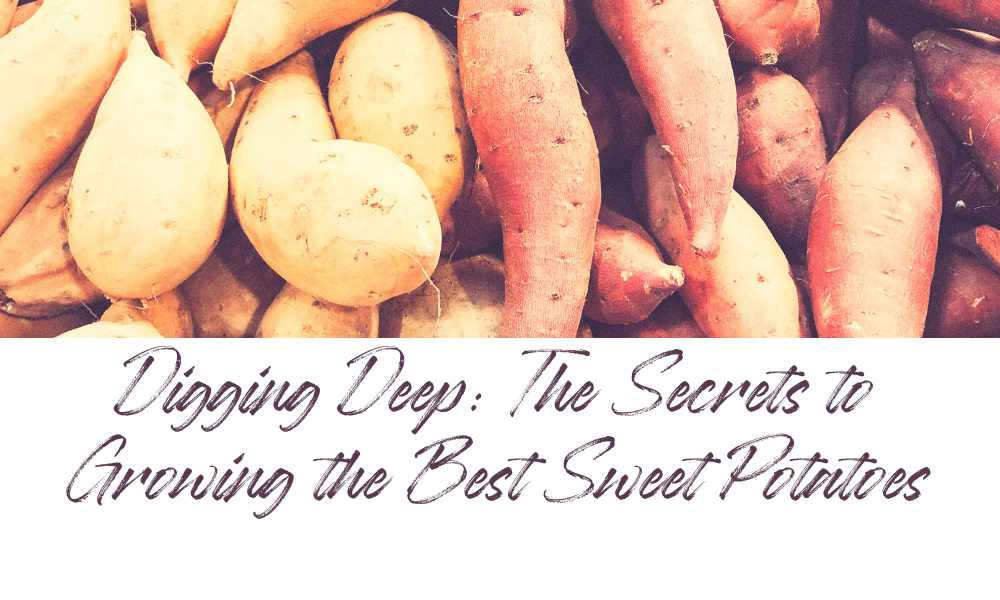 Digging Deep: How To Grow Sweet Potatoes