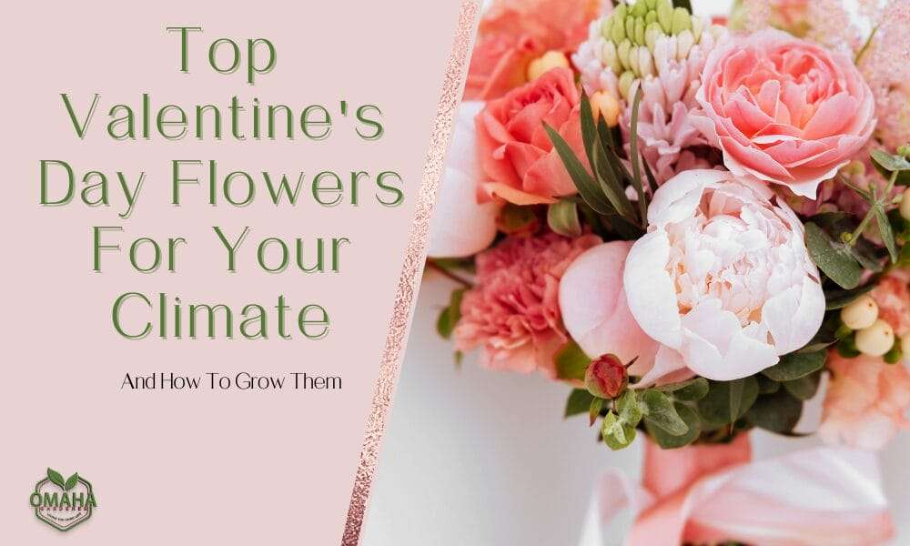 Top Valentine's Day Flowers For Your Climate