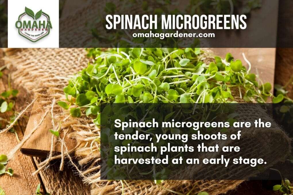 The Magic Of Spinach Microgreens And How To Grow Them