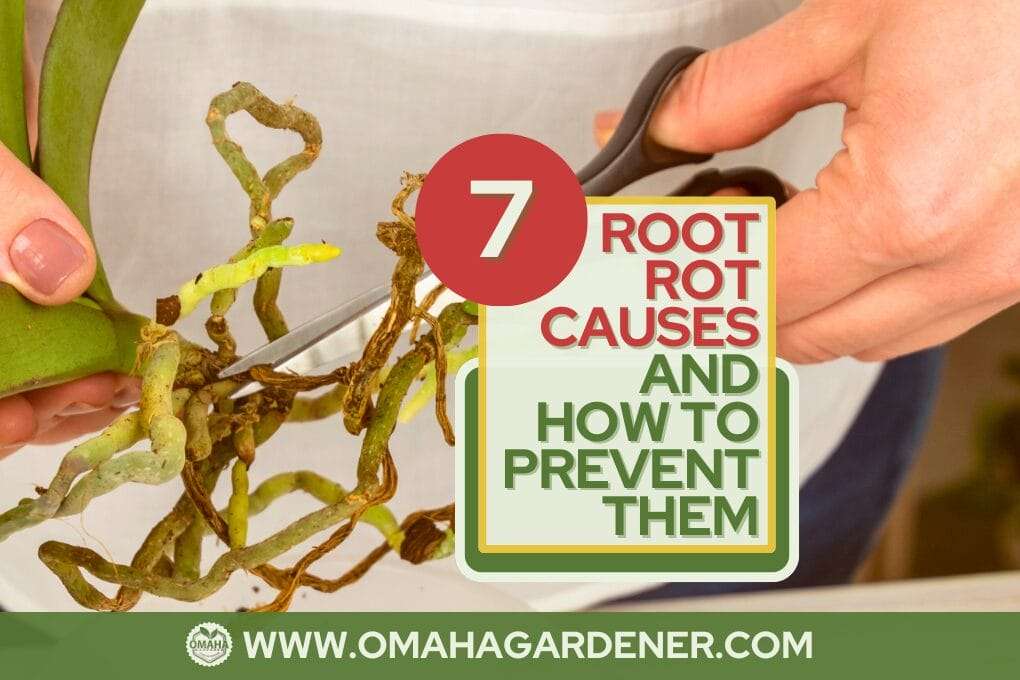 7 Root Rot Causes And How To Prevent Them